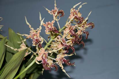 Trinidad and Tobago Orchid Society - July 2009.